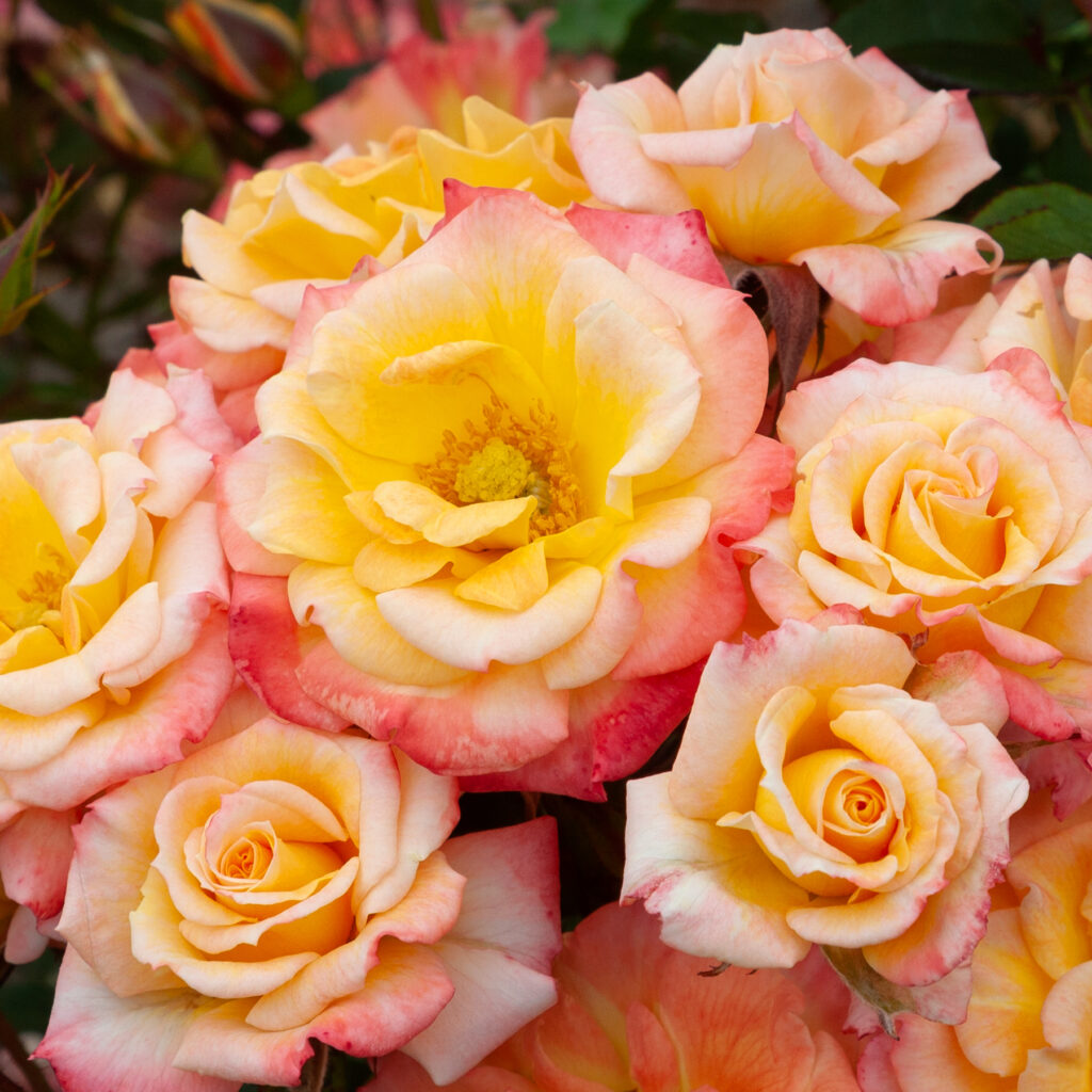 Rose Bush 'Cutie Pie' - Springvale Garden Centre