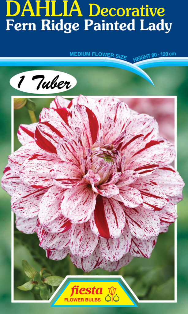 Dahlia - Fern Ridge Painted Lady 1pk - Springvale Garden Centre