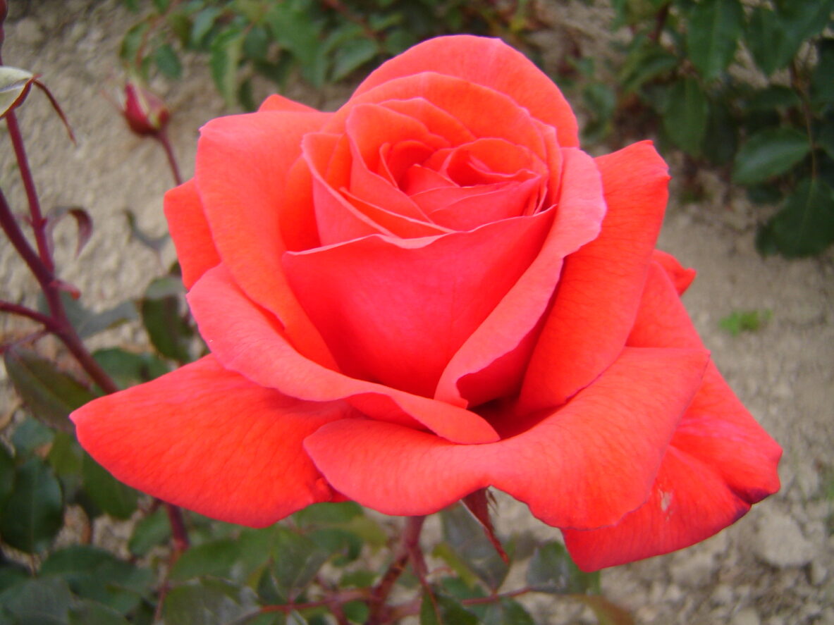 Rose Bush 'Fragrant Cloud' - Springvale Garden Centre