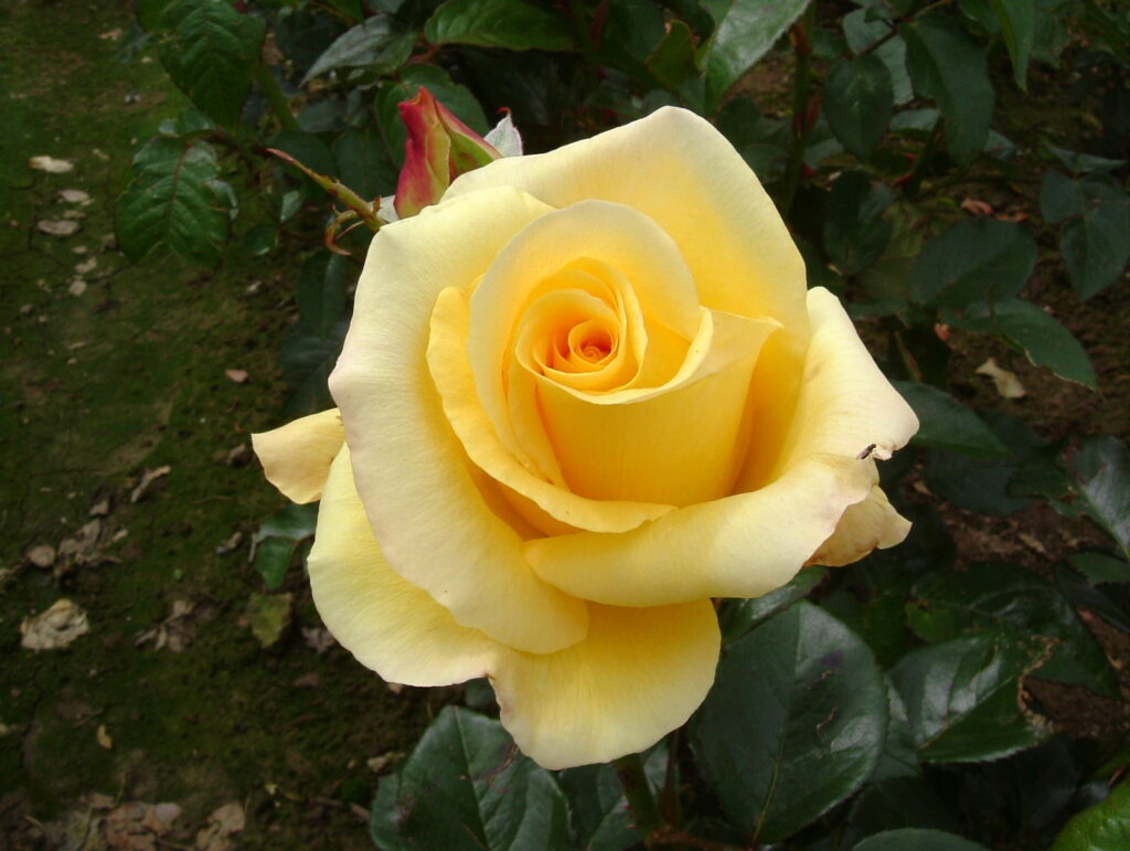 Rose Bush 'Glorious' - Springvale Garden Centre