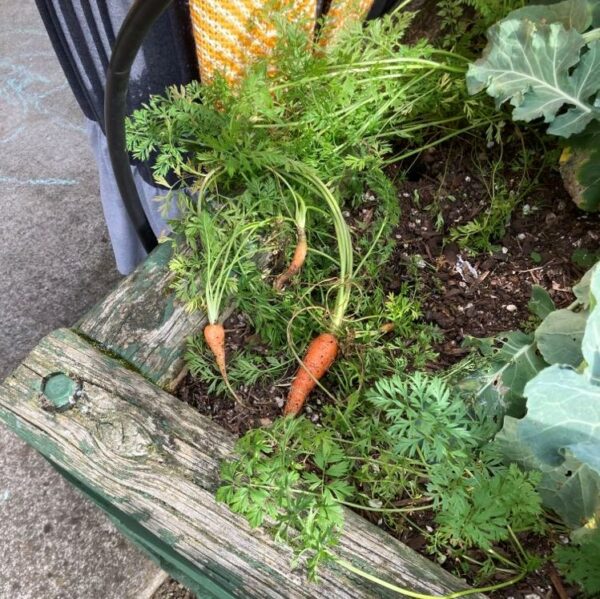 Gonville School - Springvale Garden Centre