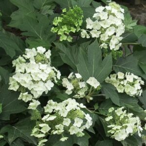 Hydrangea Quercifolia Pee Wee - Springvale Garden Centre