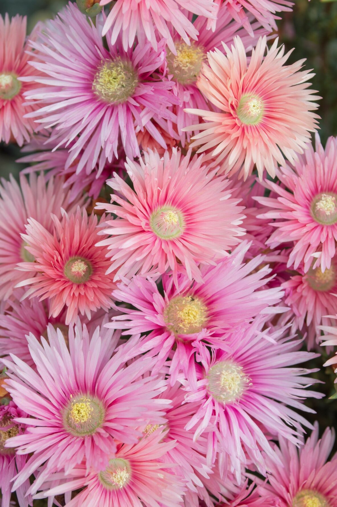 Lampranthus Coral Explosion - Springvale Garden Centre