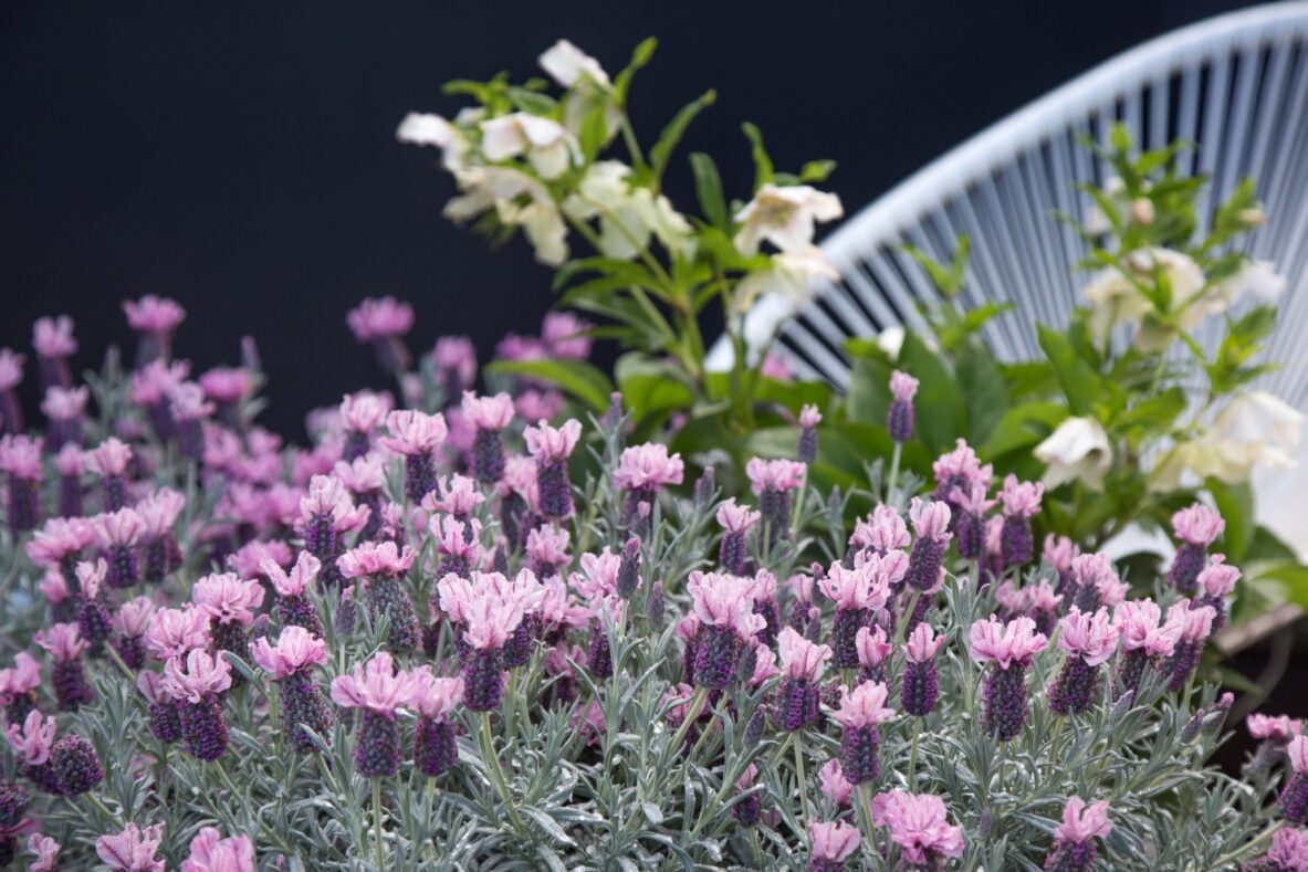 Lavender Ghostly Princess - Springvale Garden Centre
