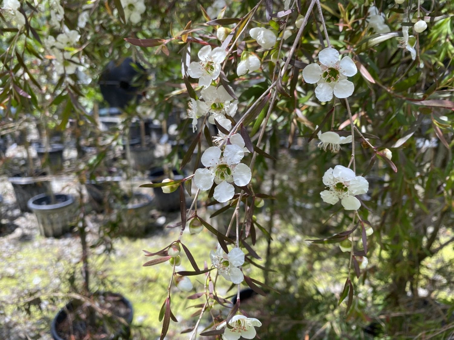 Leptospermum Coppersheen 1.3lt - Springvale Garden Centre