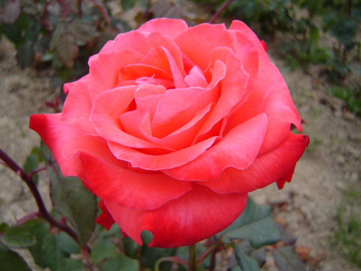 Rose Bush 'Maggie Barry' - Springvale Garden Centre