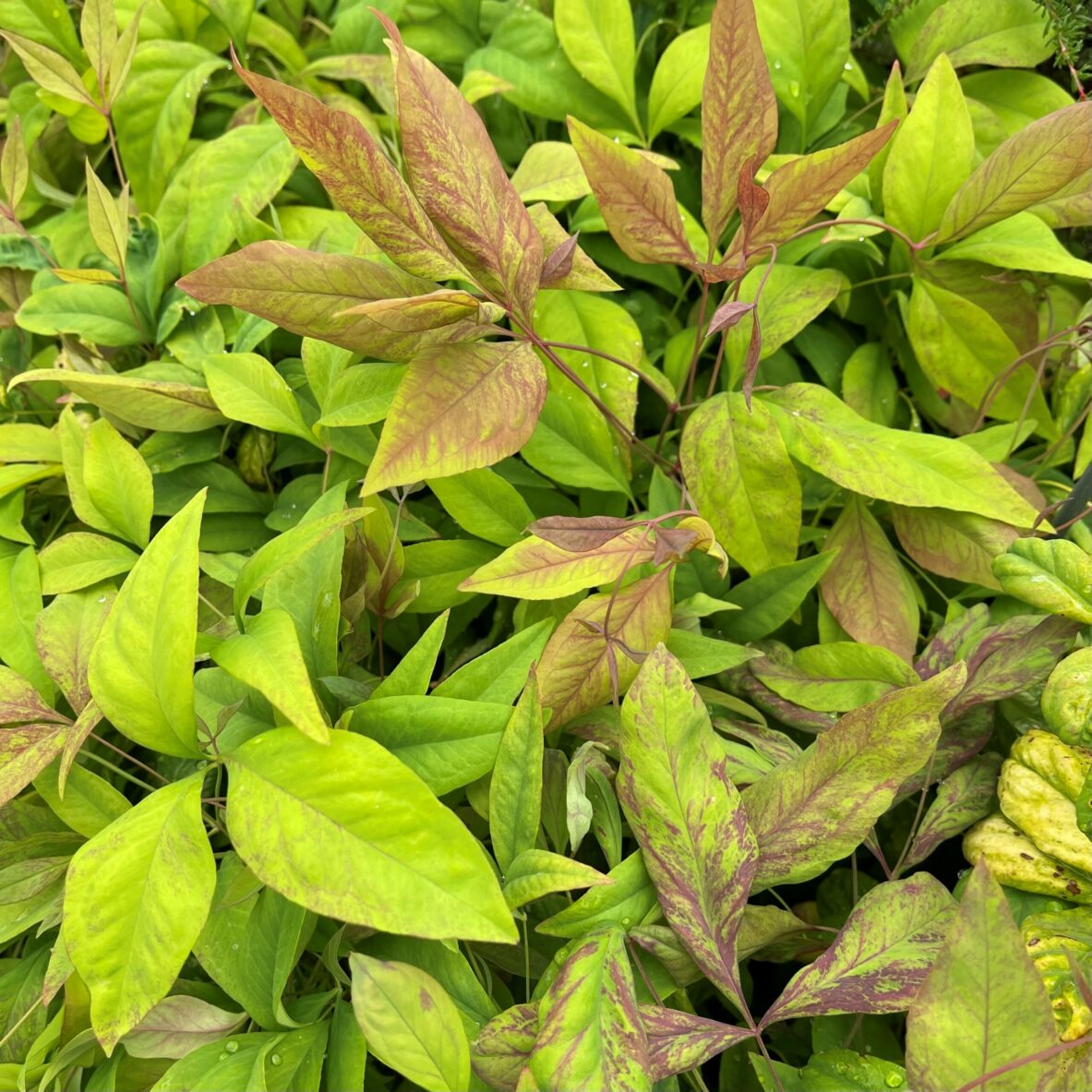 Nandina Pygmaea 1.3L - Springvale Garden Centre