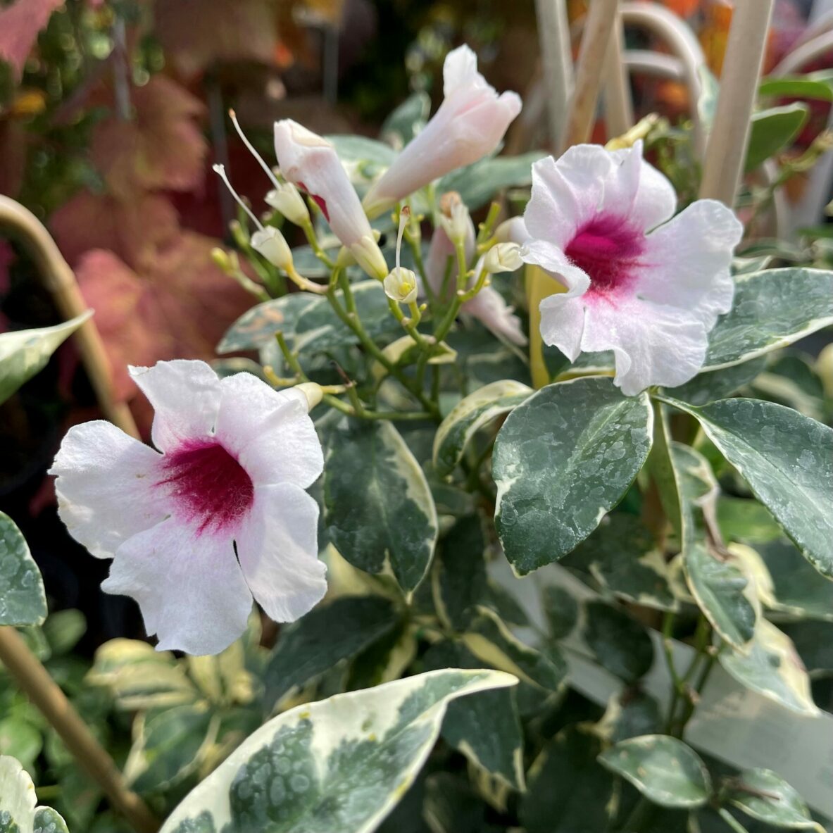 Pandorea Jasm. Charisma - Springvale Garden Centre