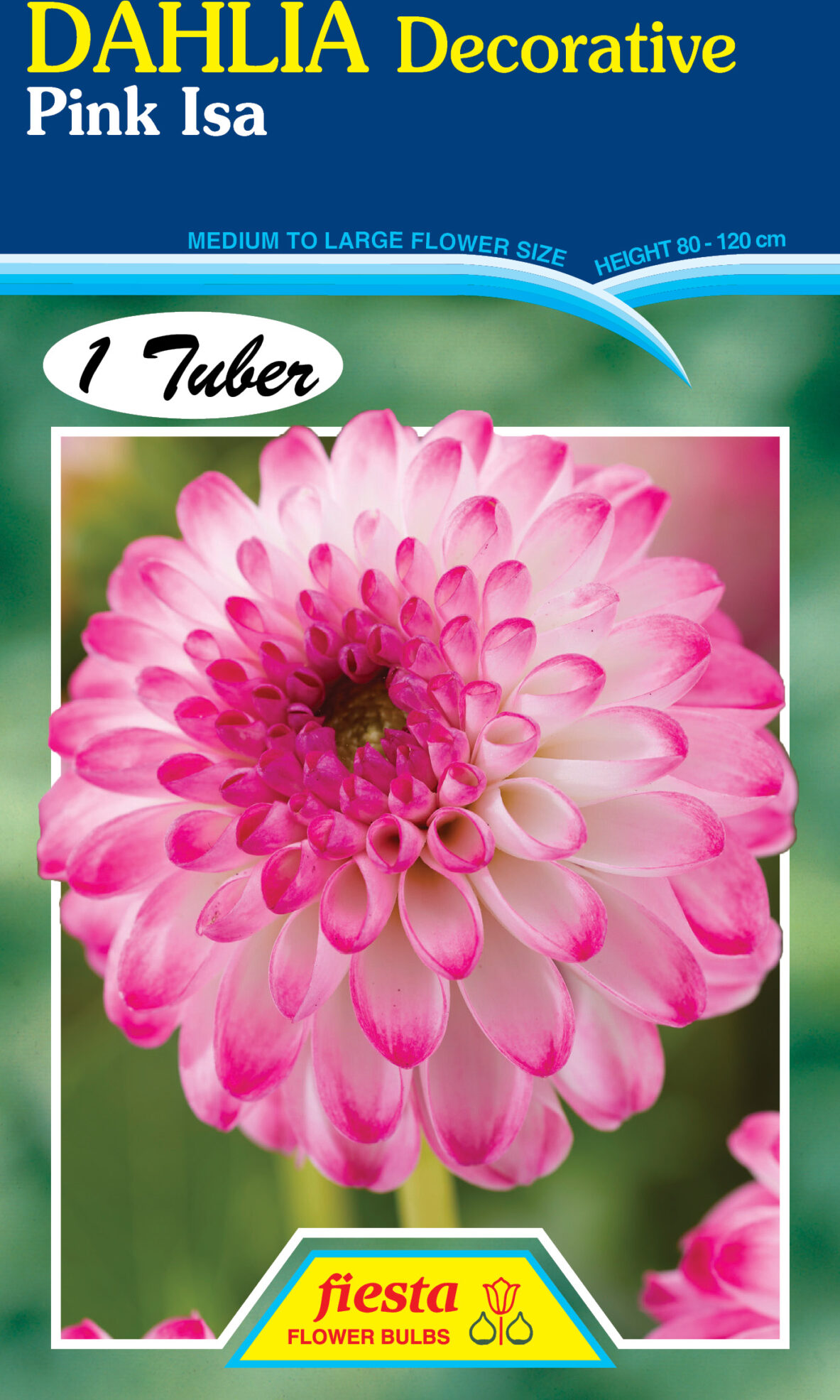 Dahlia - Pink Isa 1pk - Springvale Garden Centre