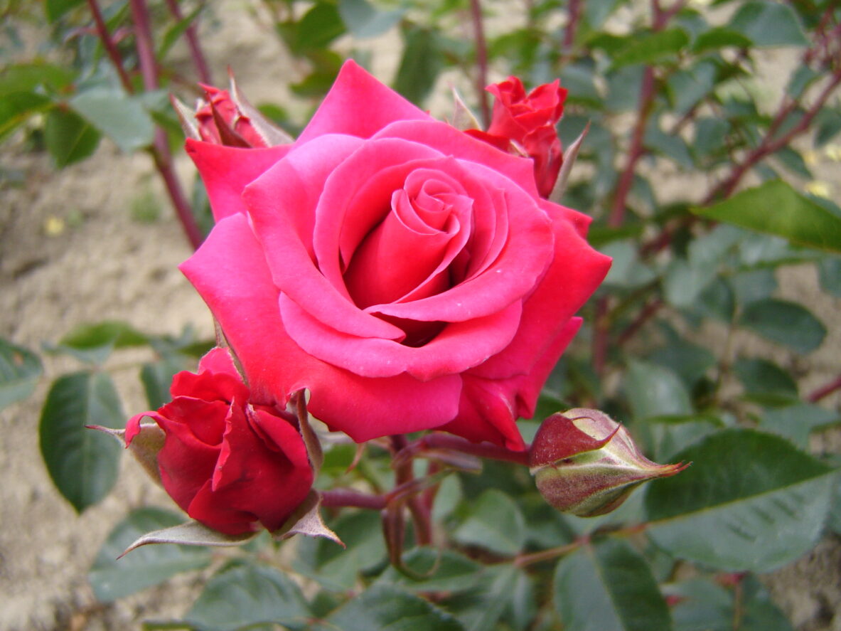 Rose Bush 'Pinocchio' - Springvale Garden Centre