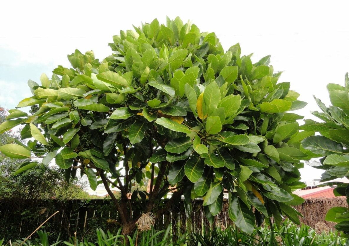 Puka Meryta Sinclairii 7.5lt - Springvale Garden Centre