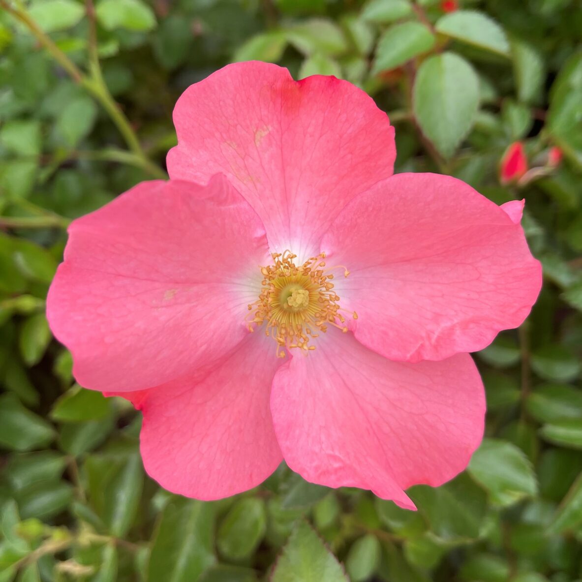 Rose Flower Carpet - Coral - Springvale Garden Centre