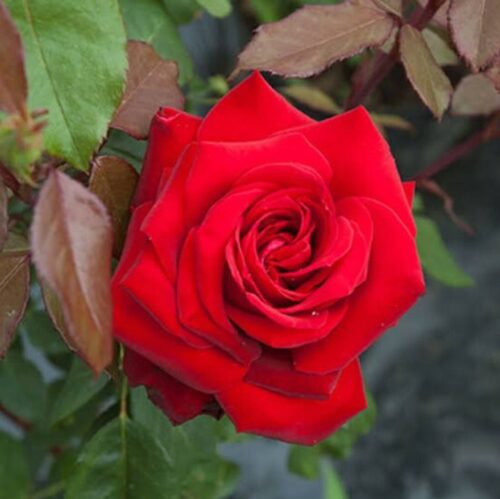 Rose Bush 'Precious Platinum' - Springvale Garden Centre