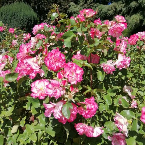 Rose Bush 'Raspberry Ice' - Springvale Garden Centre