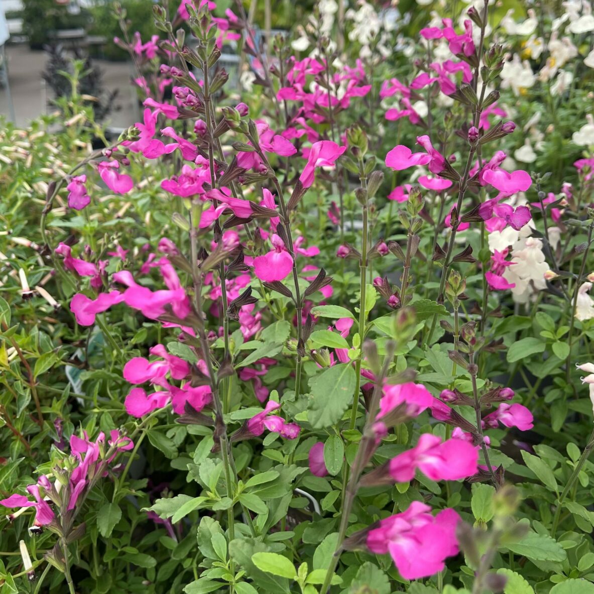 Salvia g. Endless Summer Pink - Springvale Garden Centre