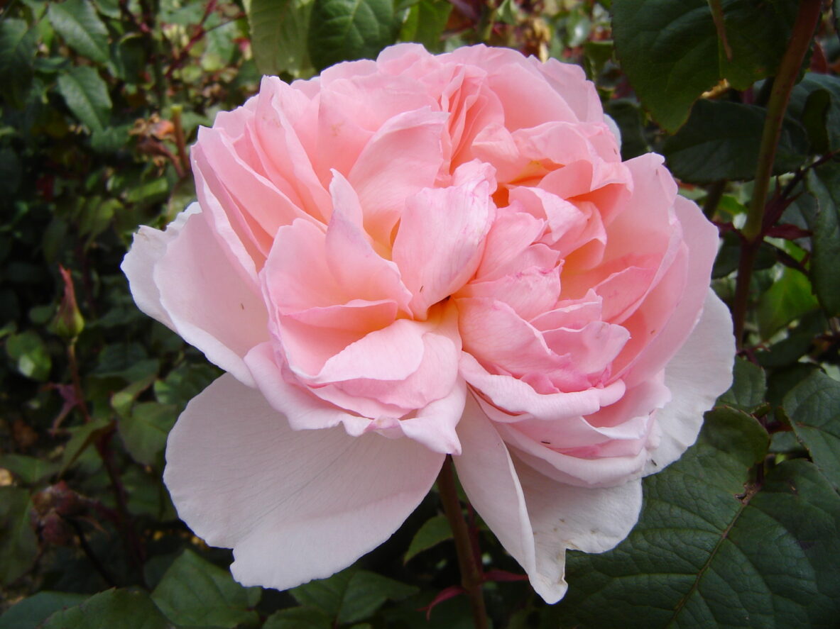 Rose Bush 'Sharifa Asma' - Springvale Garden Centre