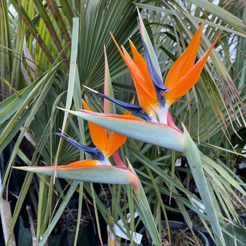 Strelitzia parvifolia - Springvale Garden Centre
