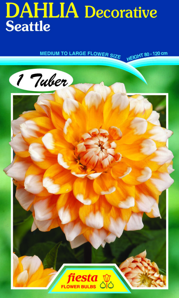Dahlia - Seattle 1pk - Springvale Garden Centre