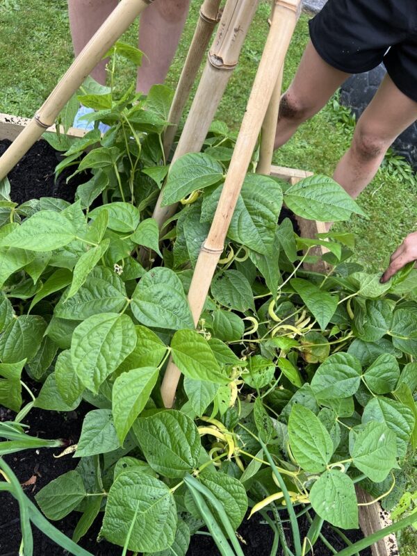 Hunterville School - Springvale Garden Centre