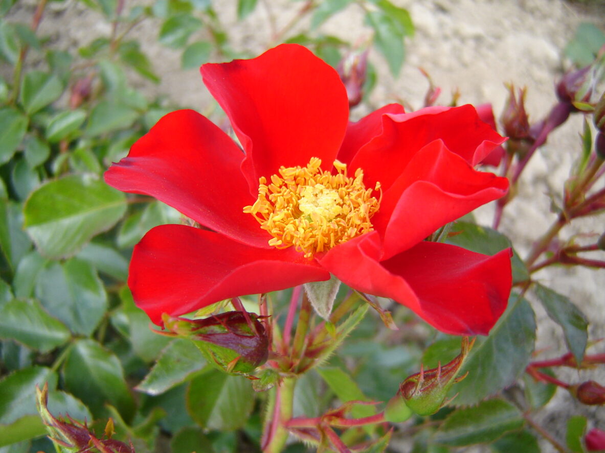 Rose Bush 'Country Prince' - Springvale Garden Centre