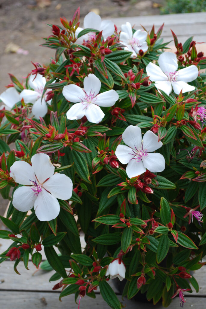 Tibouchina Peace Baby - Springvale Garden Centre
