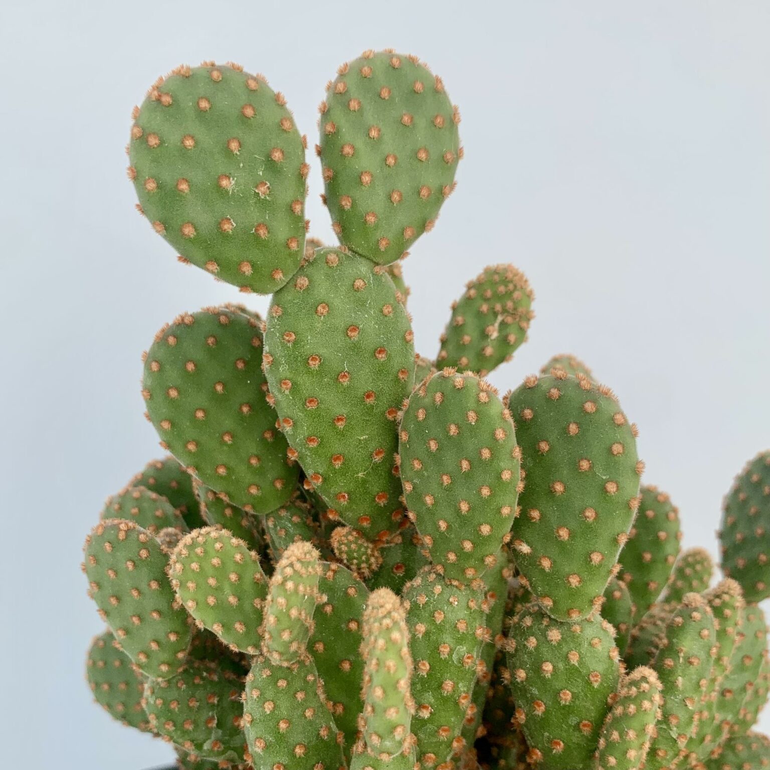 Opuntia microdasys Rufida 10cm - Springvale Garden Centre