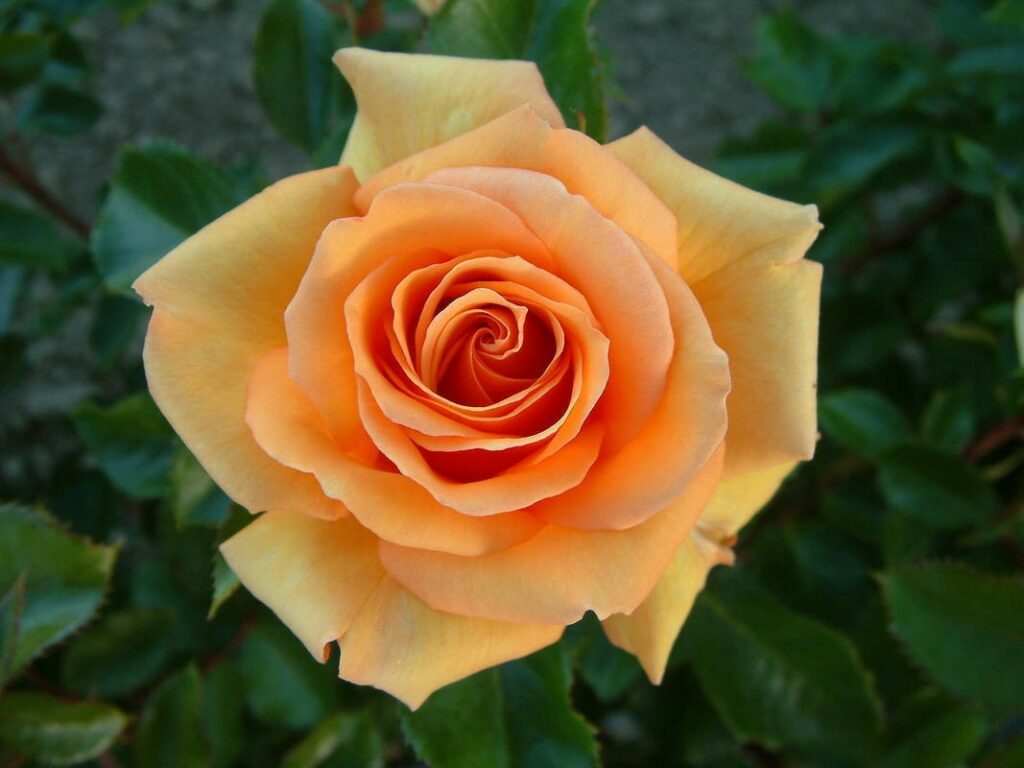 Rose Std 800 'Matawhero Magic' - Springvale Garden Centre