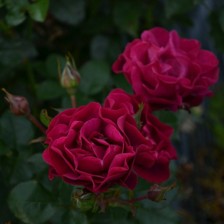 Rose Bush Mulberry Wine - Springvale Garden Centre