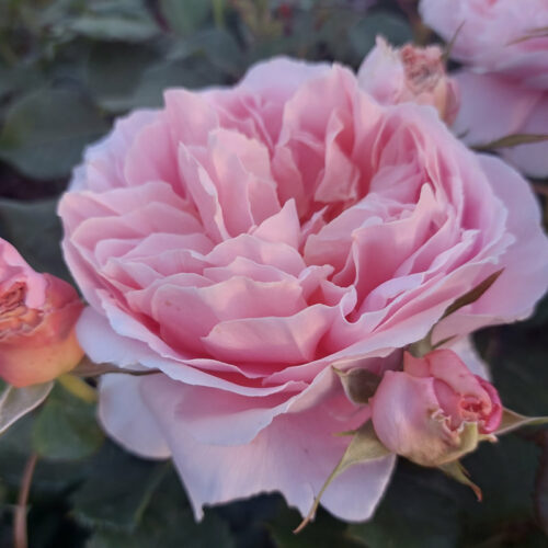 Rose Bush 'NZ Gardener' - Springvale Garden Centre