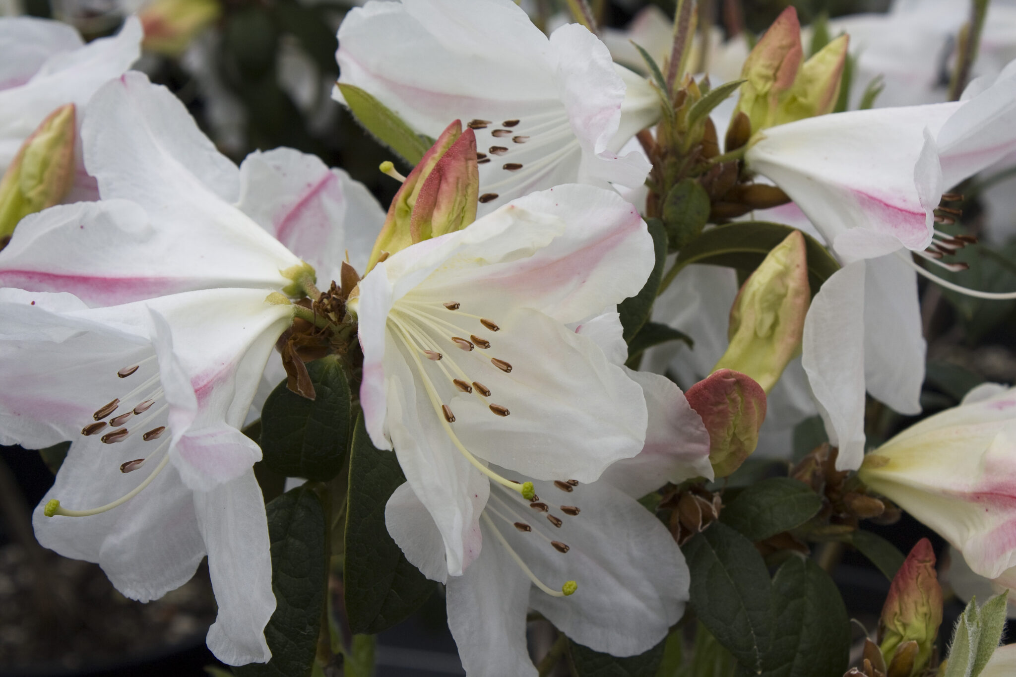Rhodo Fragrantissimum - Springvale Garden Centre