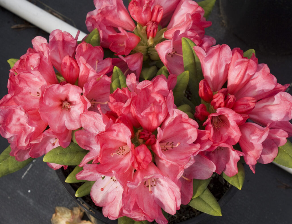 Rhodo Lady Adam Gordon - Springvale Garden Centre