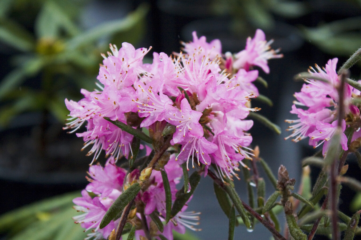 Rhodo Spiciferum - Springvale Garden Centre