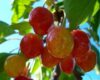 Cherry Tangshe - Springvale Garden Centre