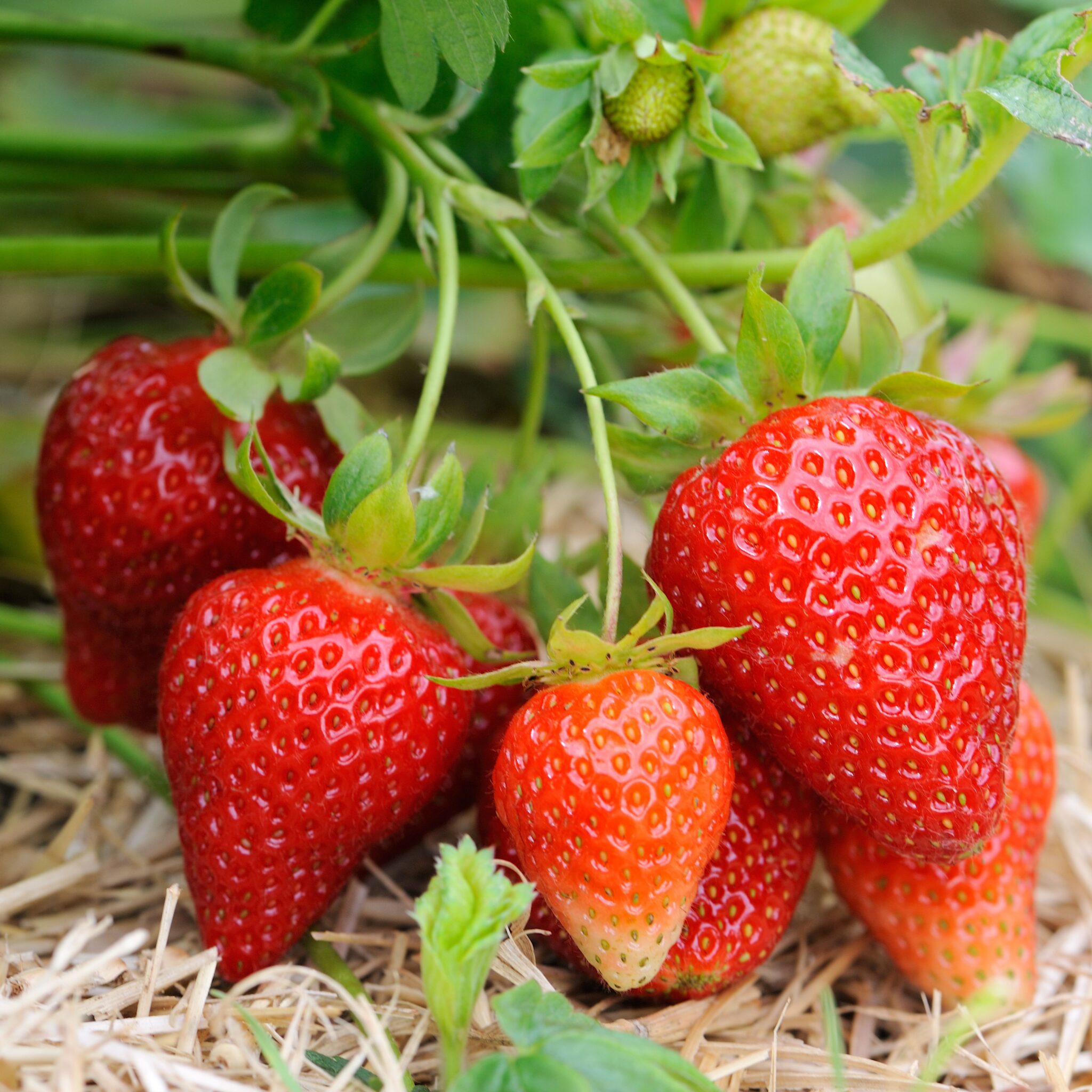 Strawberry Monterey 25 Bundle - Springvale Garden Centre
