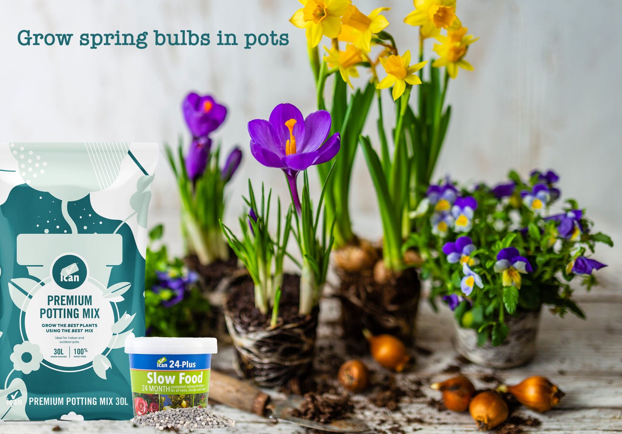 Spring Bulbs - Springvale Garden Centre