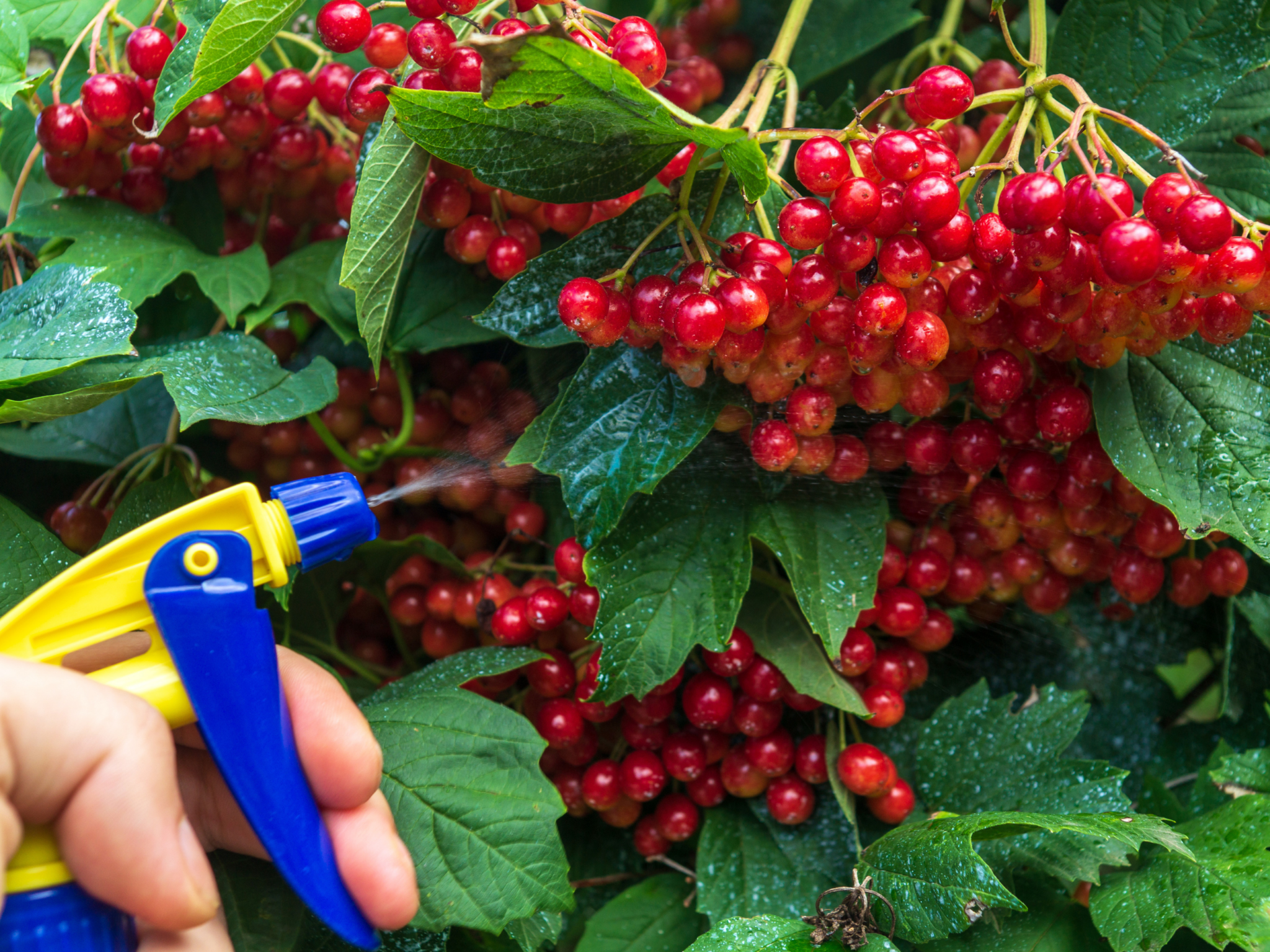 Organic Pest & Disease Control - Springvale Garden Centre